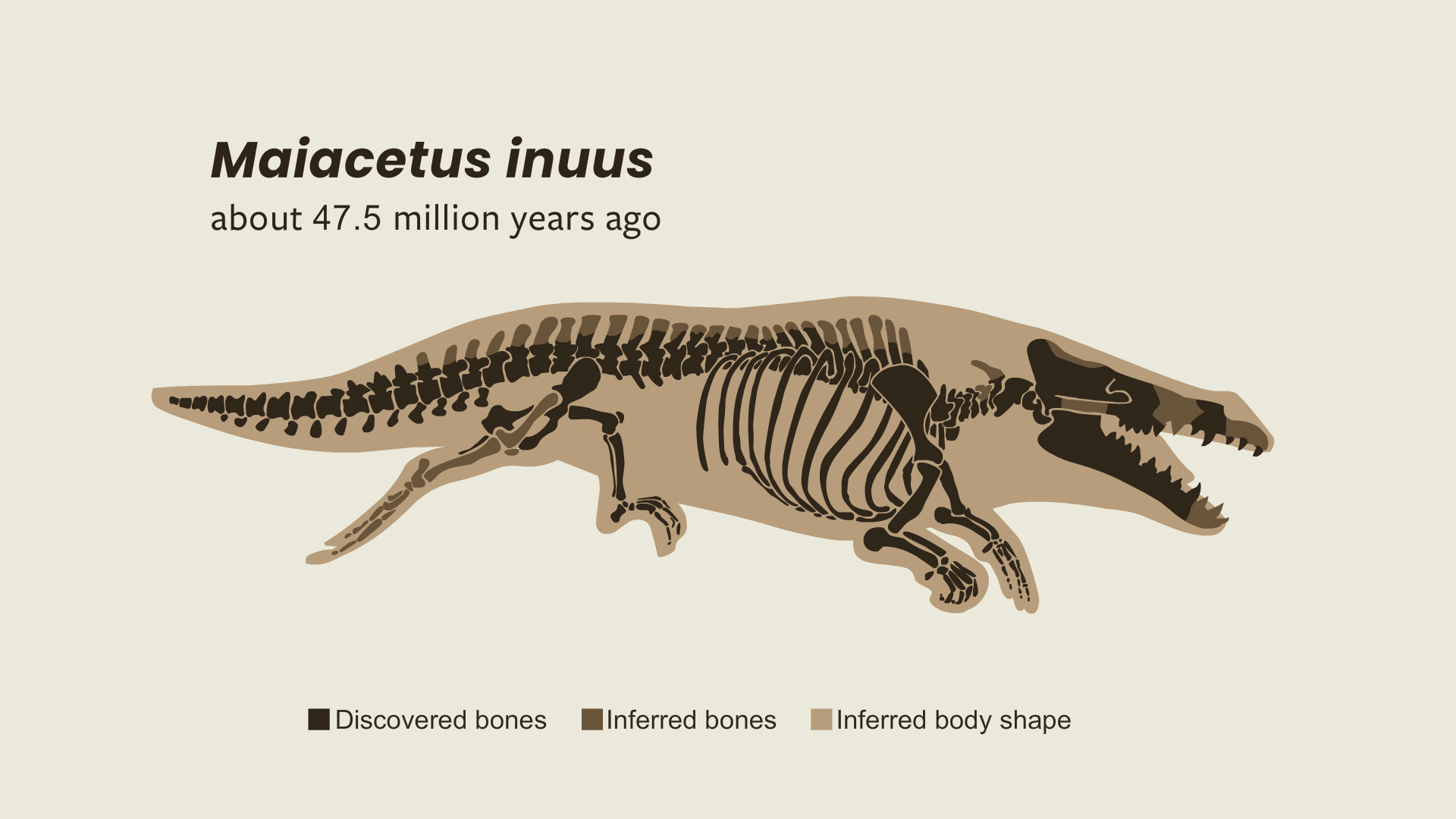 Fossil Spotlight: Meet Maiacetus, the Mother Whale! • Stated Clearly