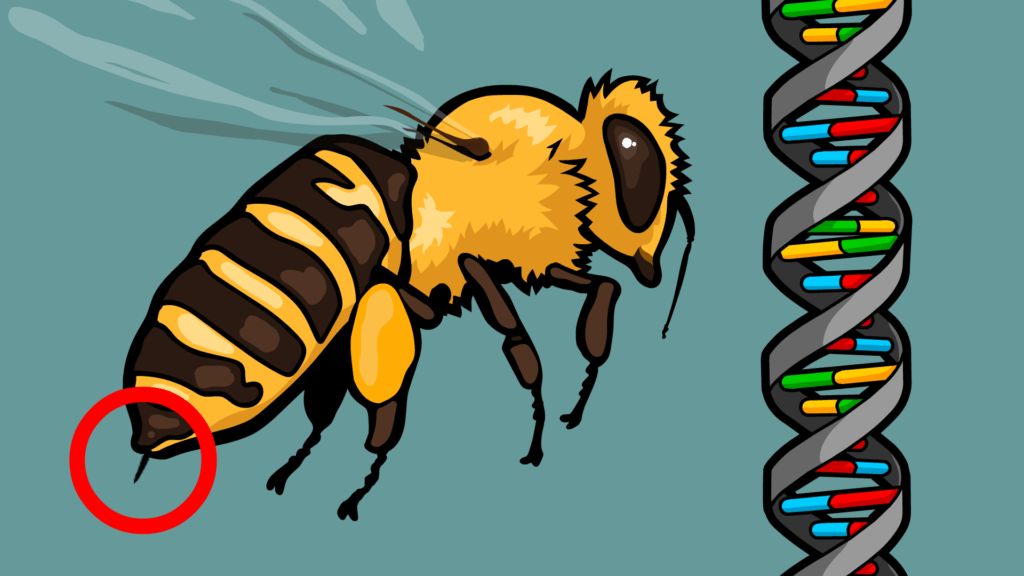 Genetic Conflict and the Parliament of Genes • Stated Clearly